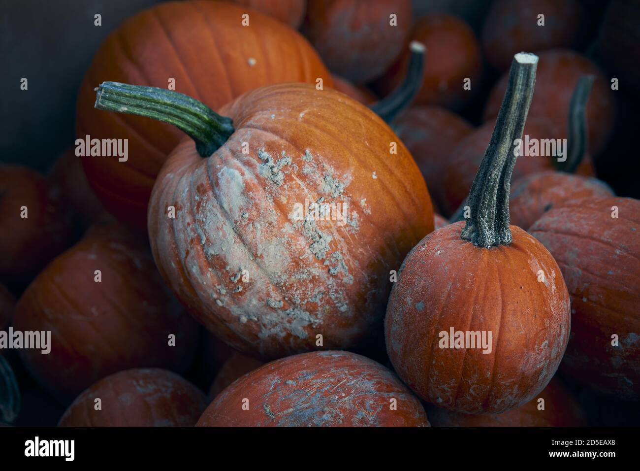 Winter squash species hi-res stock photography and images - Alamy