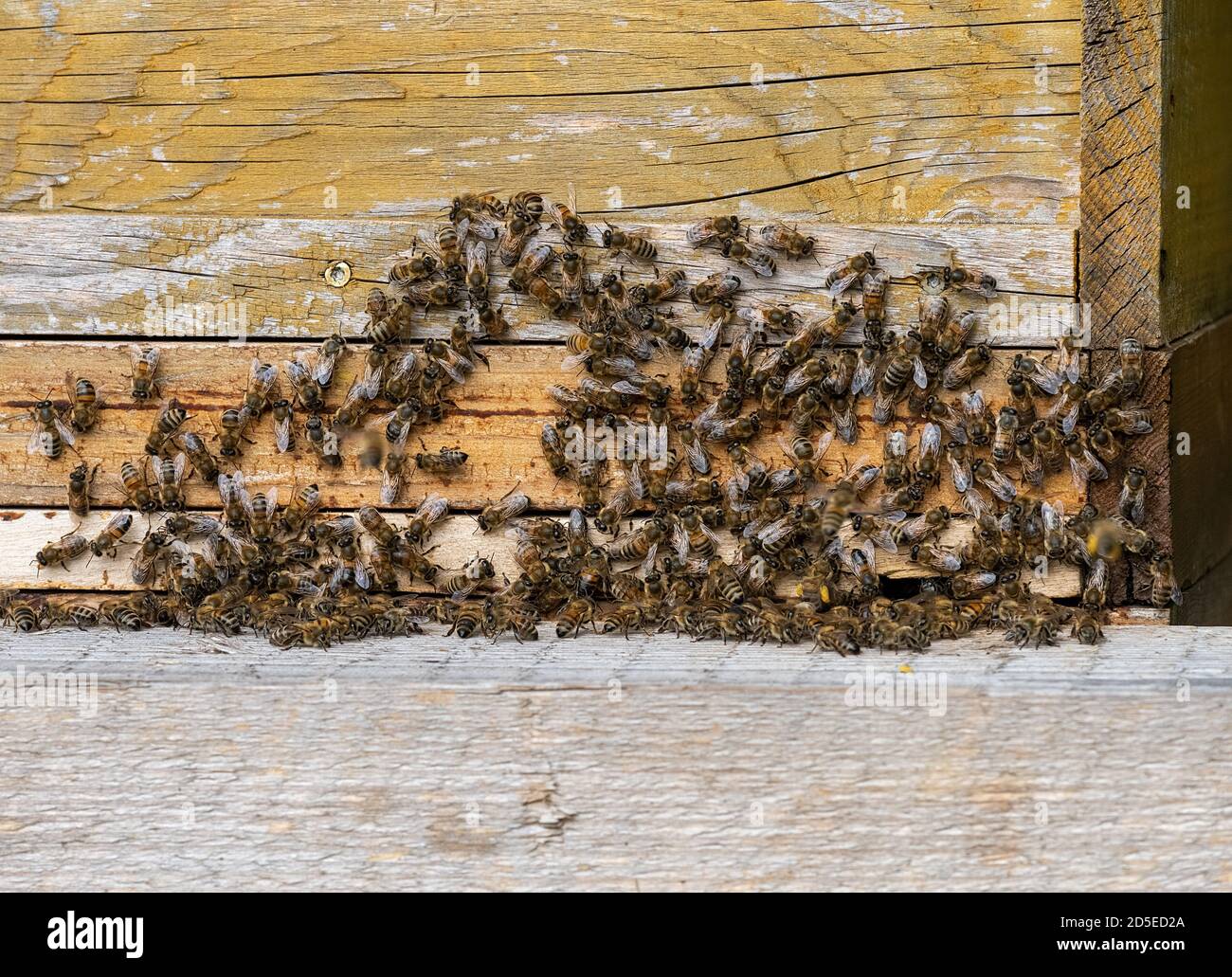 Beekeeping - bees flying to a wooden beeyard Stock Photo - Alamy