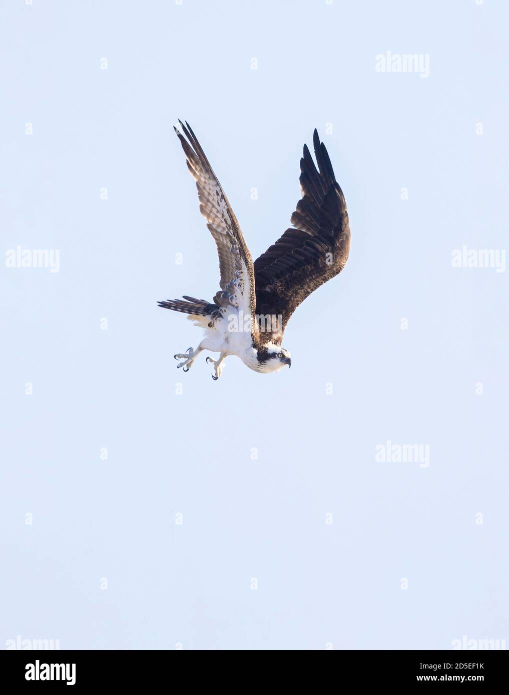 Osprey Starting Dive Stock Photo - Alamy