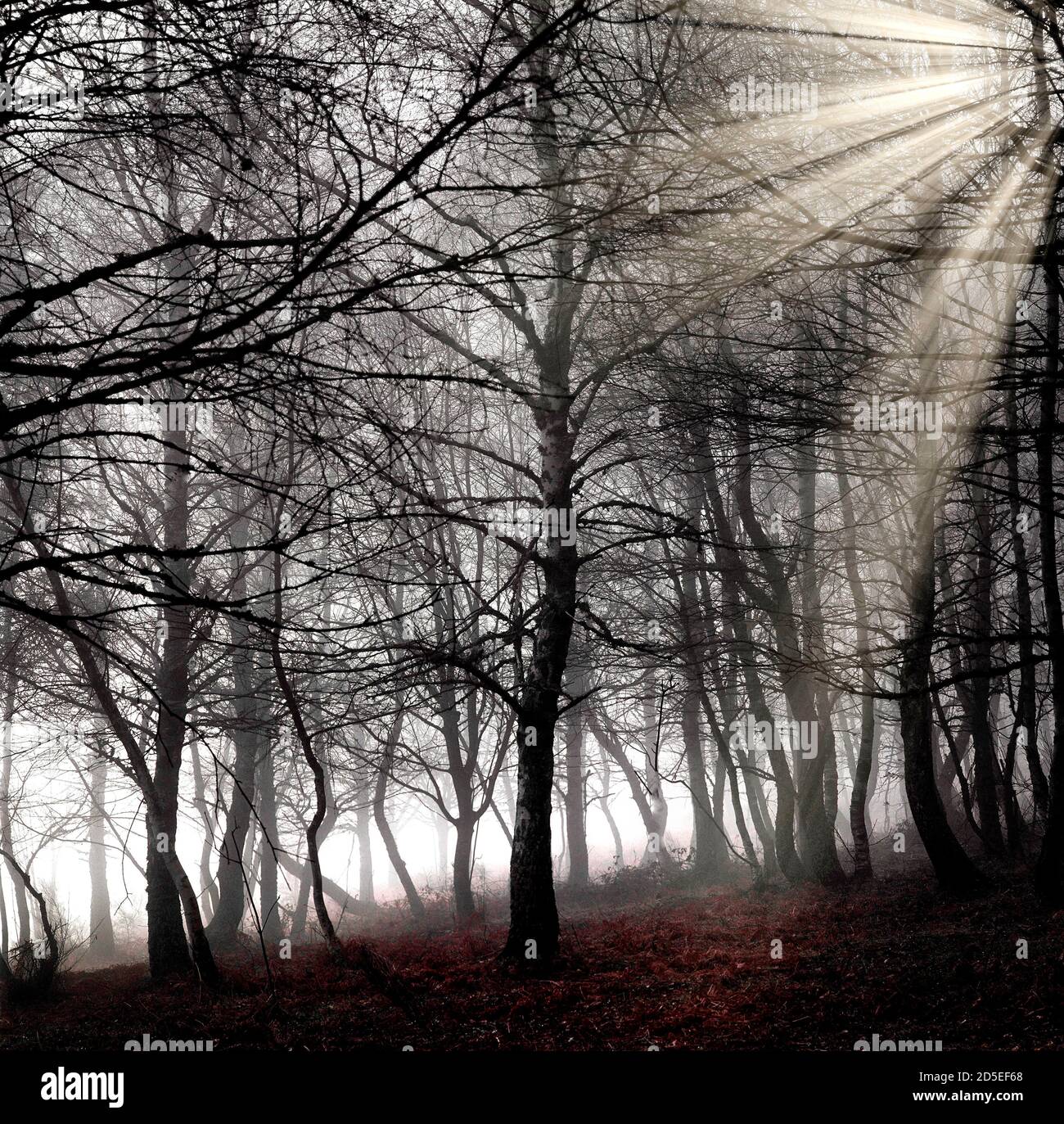 Sunlight piercing branches of forest trees hi-res stock photography and ...