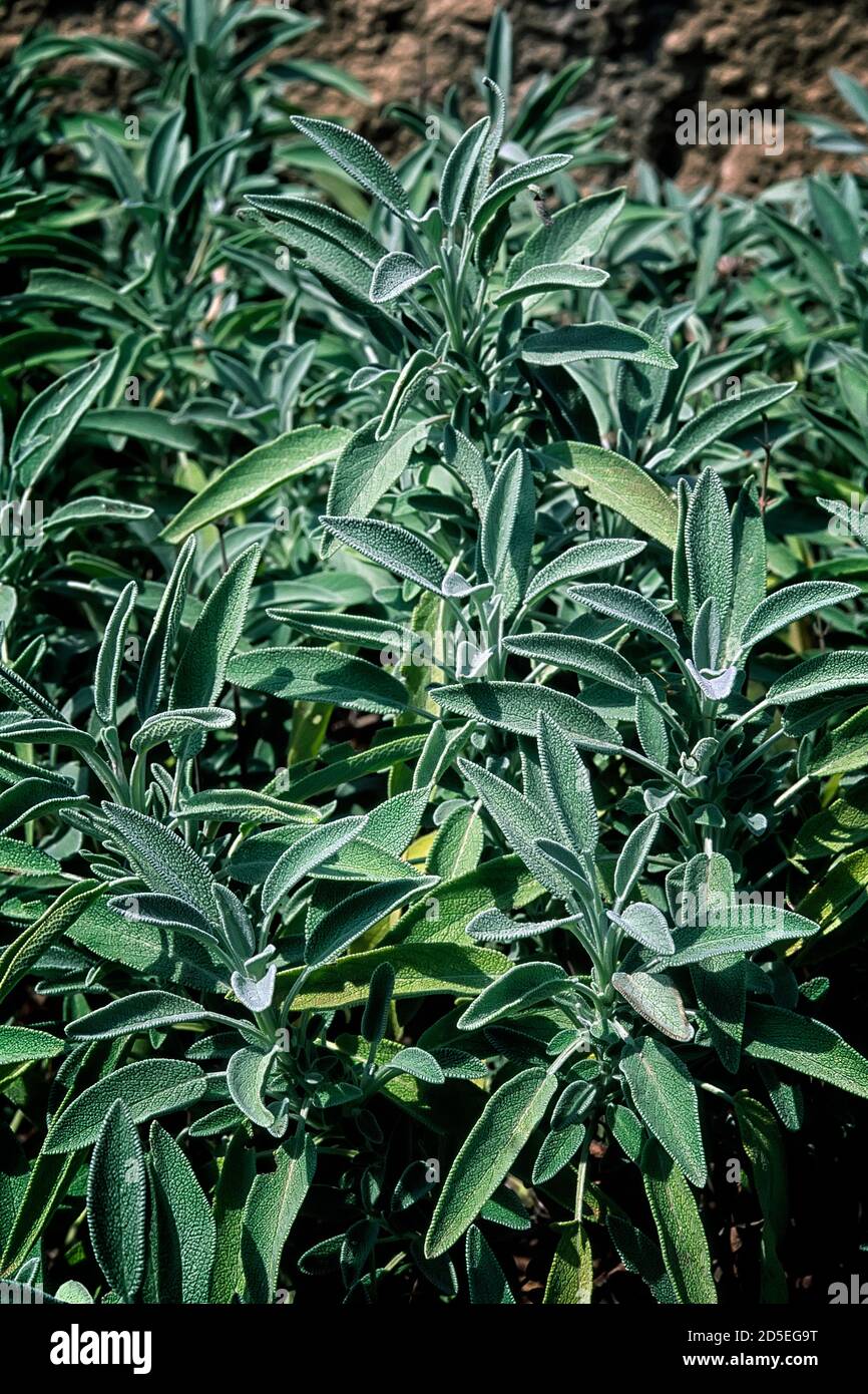 Common sage (Salvia officinalis); Lamiaceae; food shrub of european ...