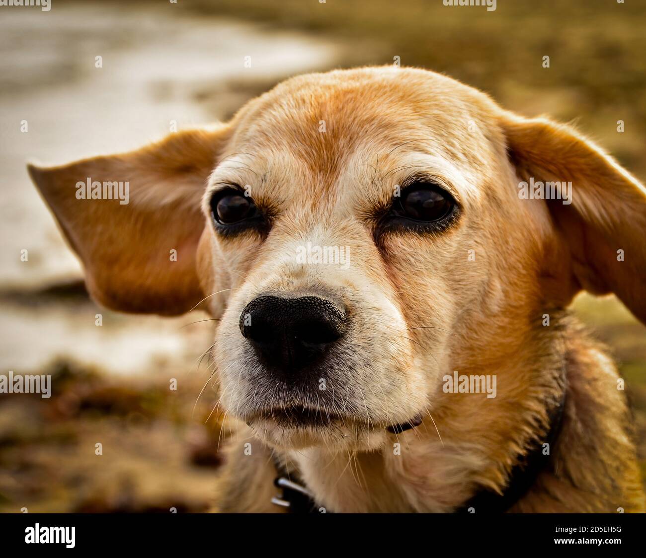 Portrait of a beautiful old Beagle dog, with floppy ears in the wind ...
