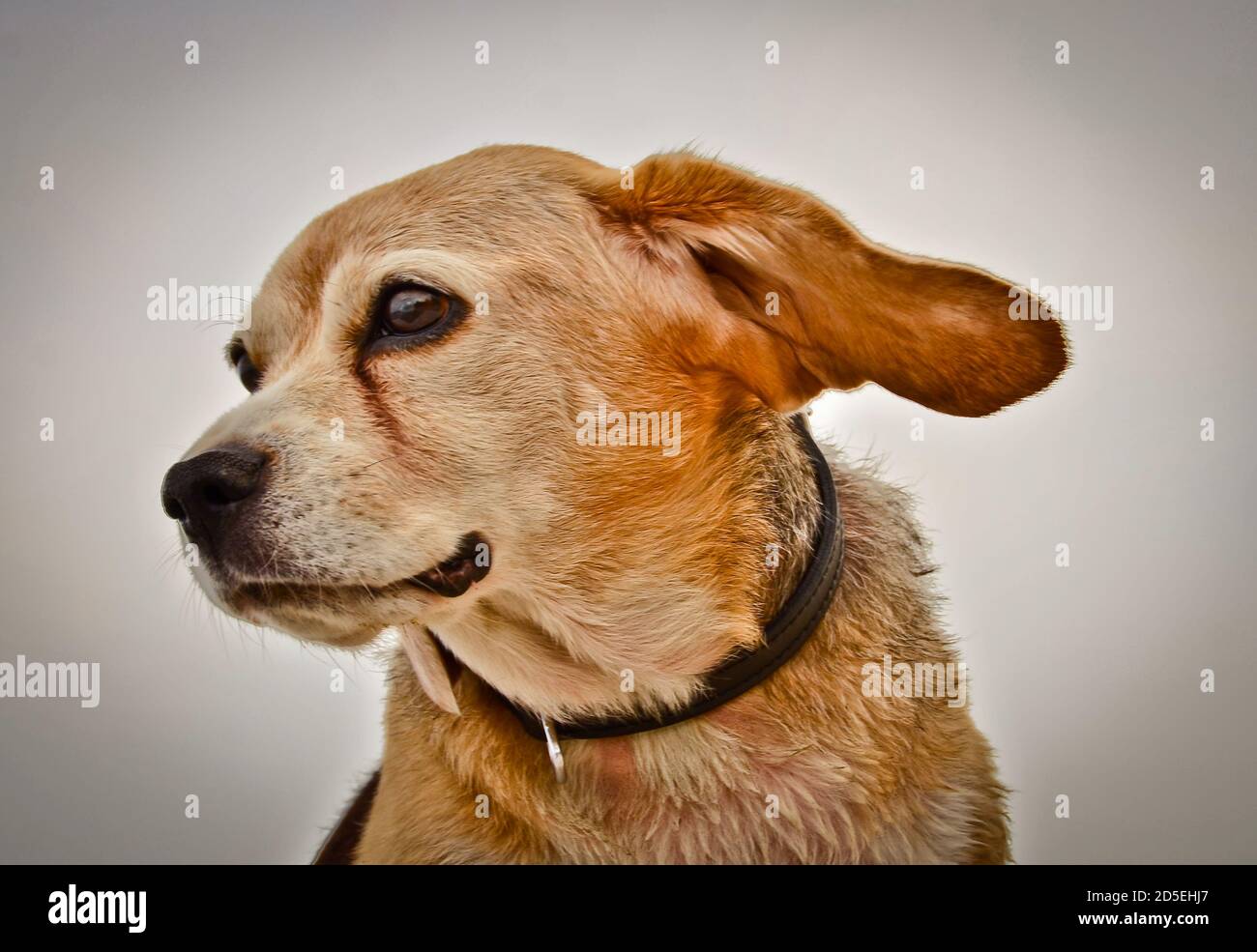 Portrait of a beautiful old Beagle dog, with floppy ears in the wind ...