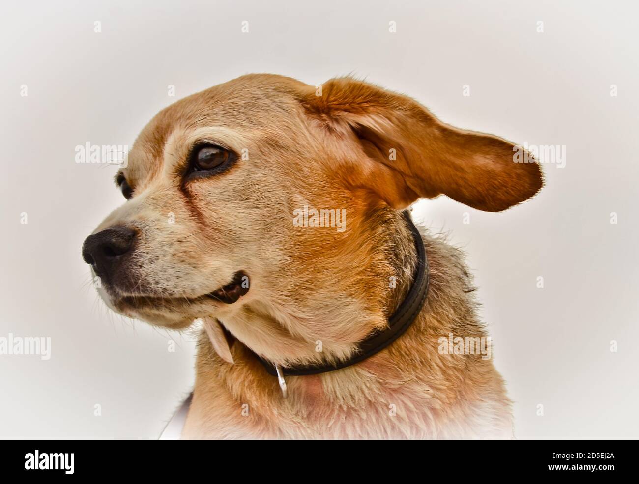 Portrait of a beautiful old Beagle dog, with floppy ears in the wind ...