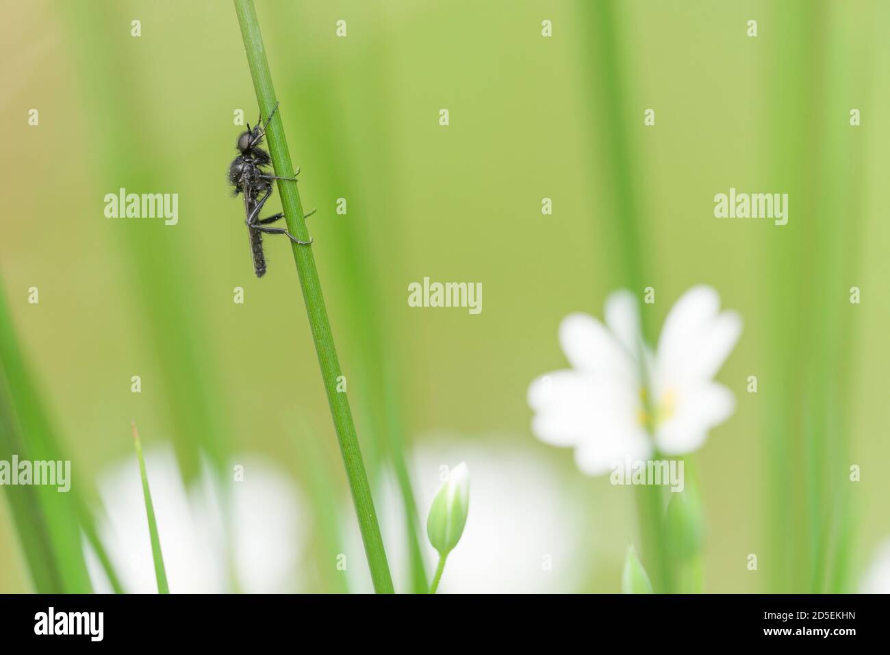 Invertebrate insect diptera fly hi-res stock photography and images - Alamy