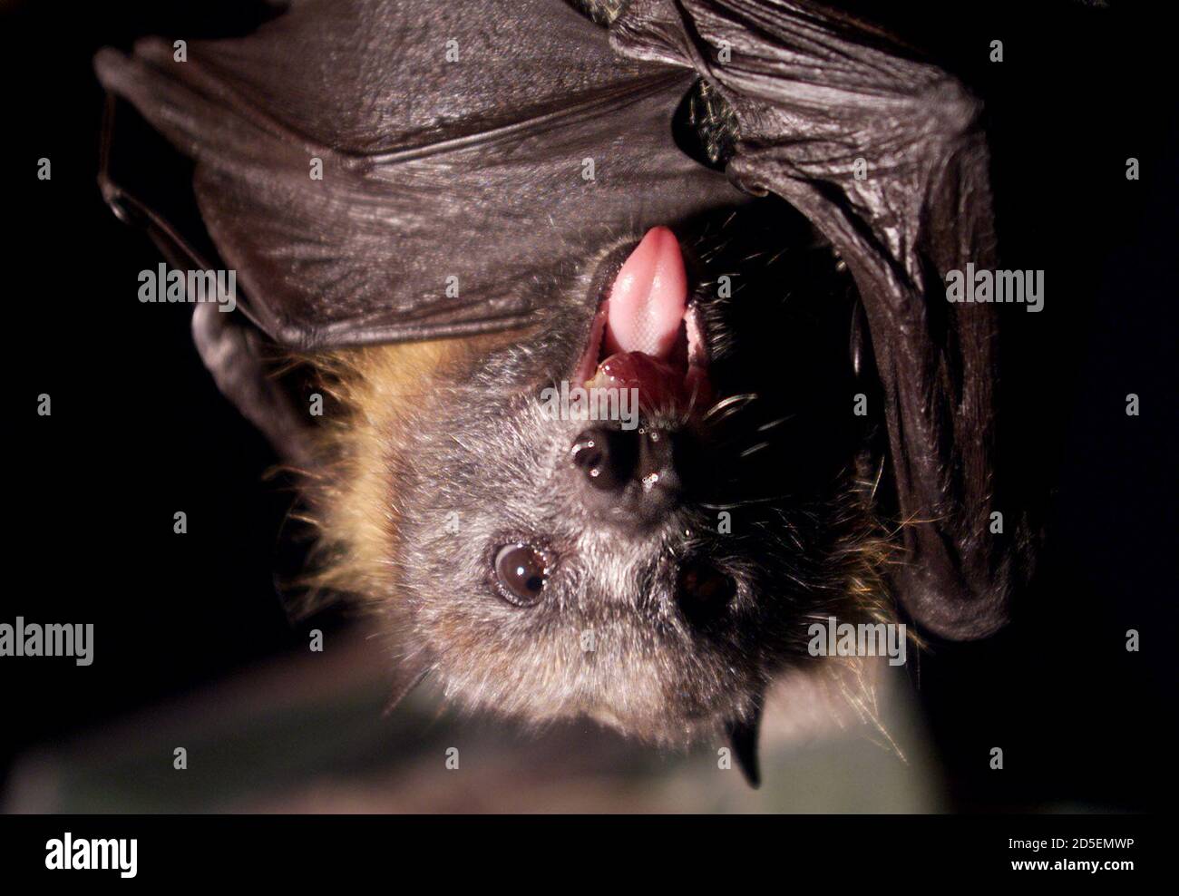 Australian bat species hi-res stock photography and images - Alamy