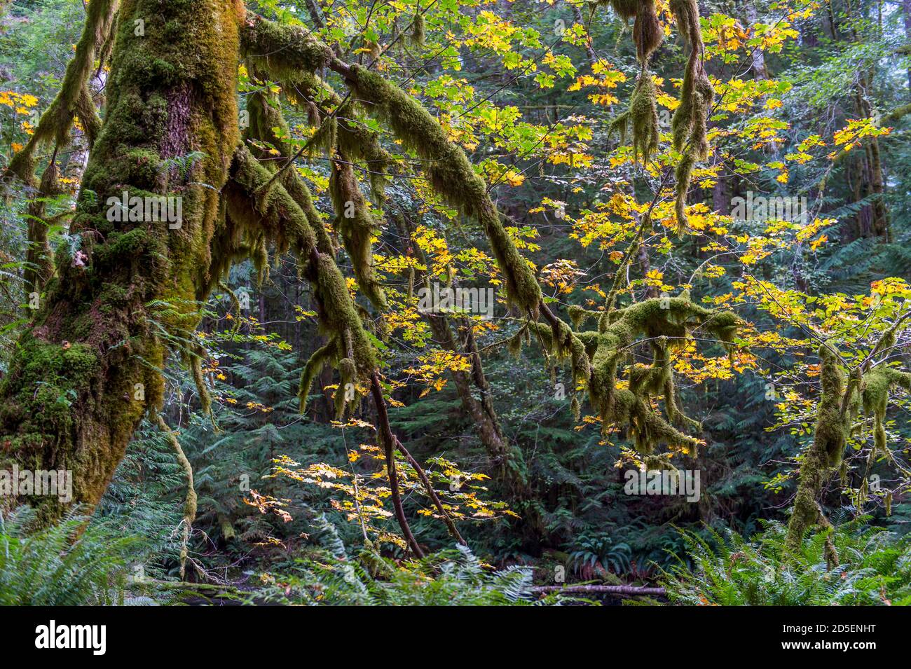 Moss covered maple tree along Barnes Creek near Marymere Falls on the ...