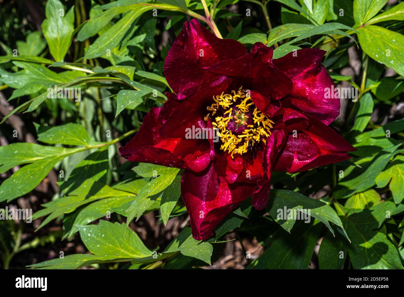Flower of Tree Peony (Paeonia 'Leda' Stock Photo - Alamy