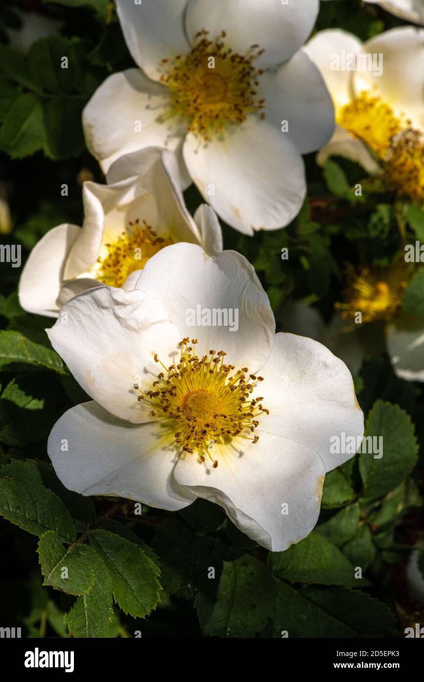 Flowers of Scotch Rose (Rosa pimpinellifolia Stock Photo - Alamy