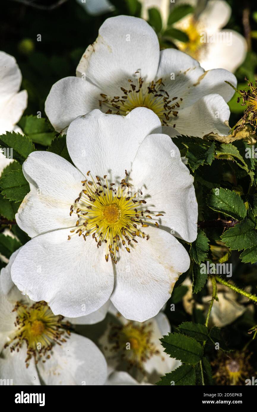 Flowers of Scotch Rose (Rosa pimpinellifolia Stock Photo - Alamy