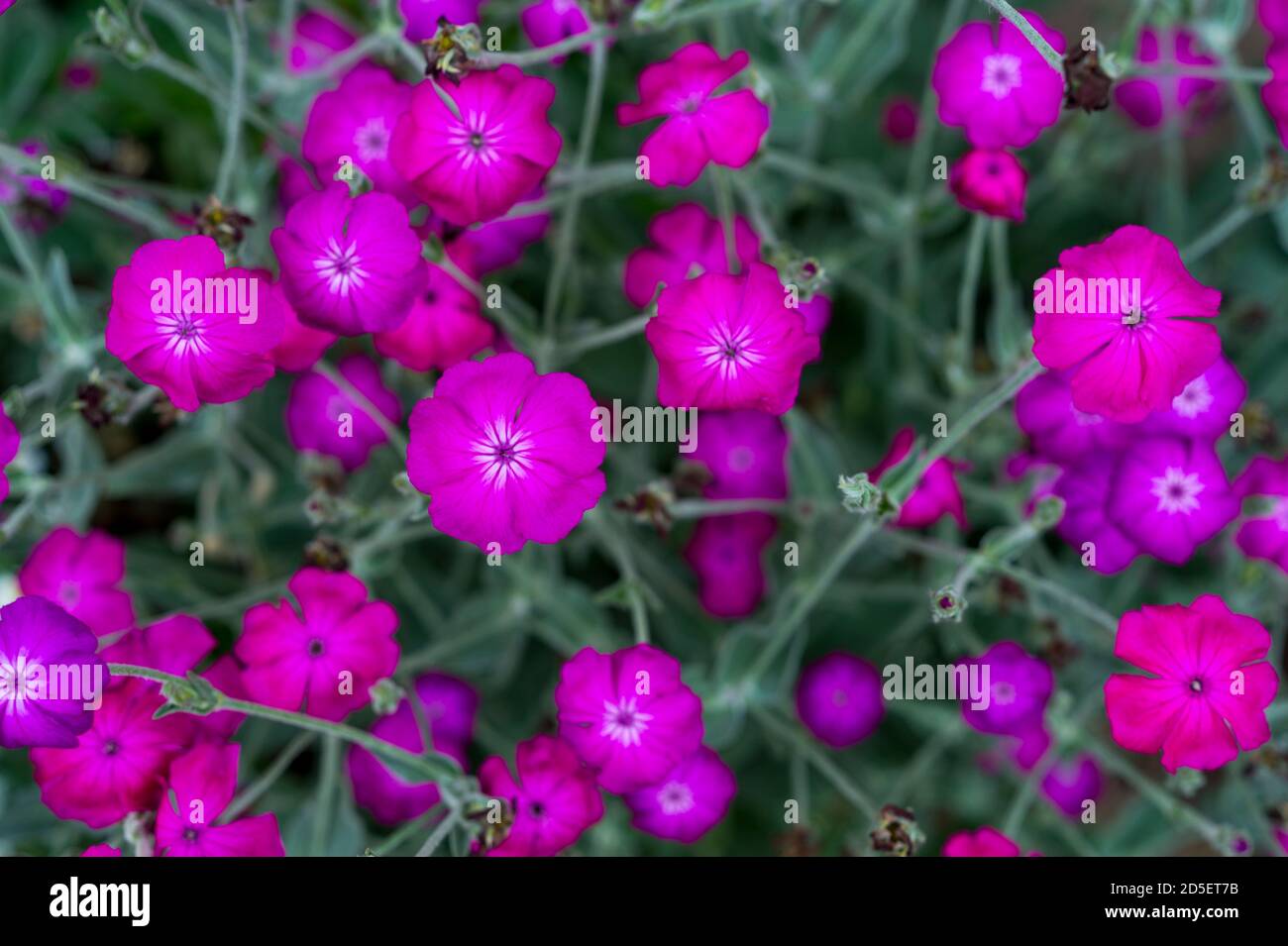 Close-up of Lychnis coronaria (Rose Campion) flower in a garden in ...