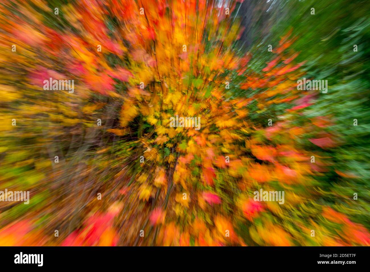 Vine maple trees hi-res stock photography and images - Alamy