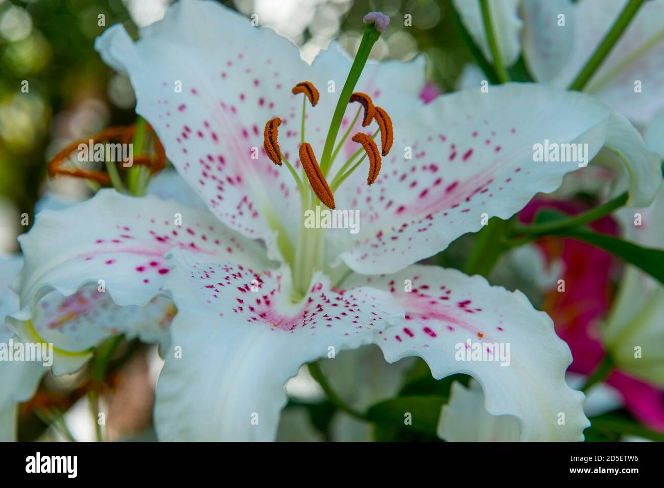 Close-up of a white oriental lily in a garden in Kirkland, Washington ...