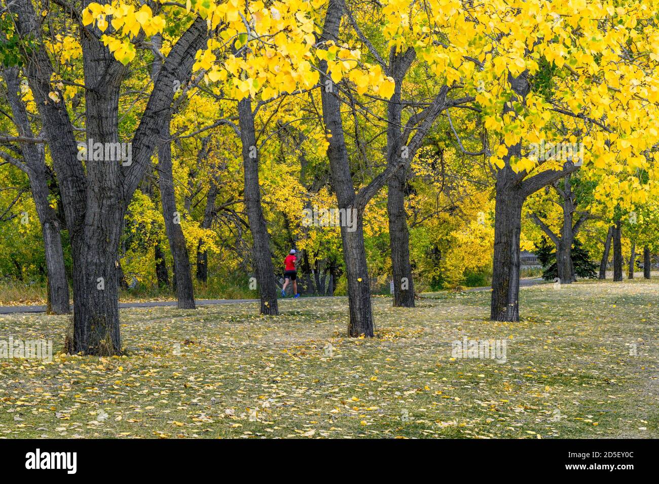 Bow river pathway hi-res stock photography and images - Alamy