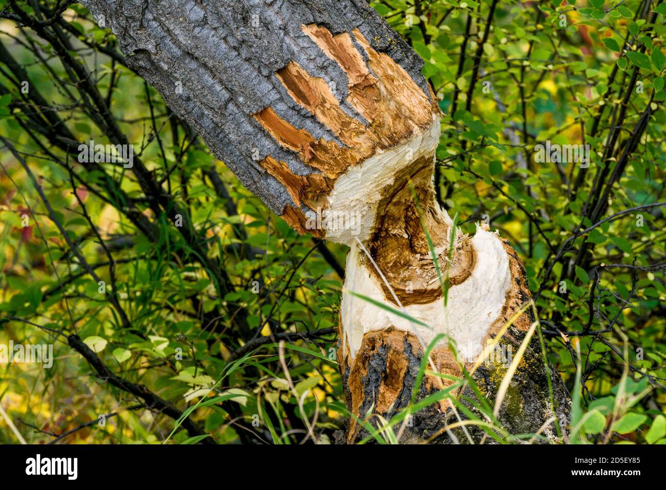 Beaver felled tree Stock Photo - Alamy