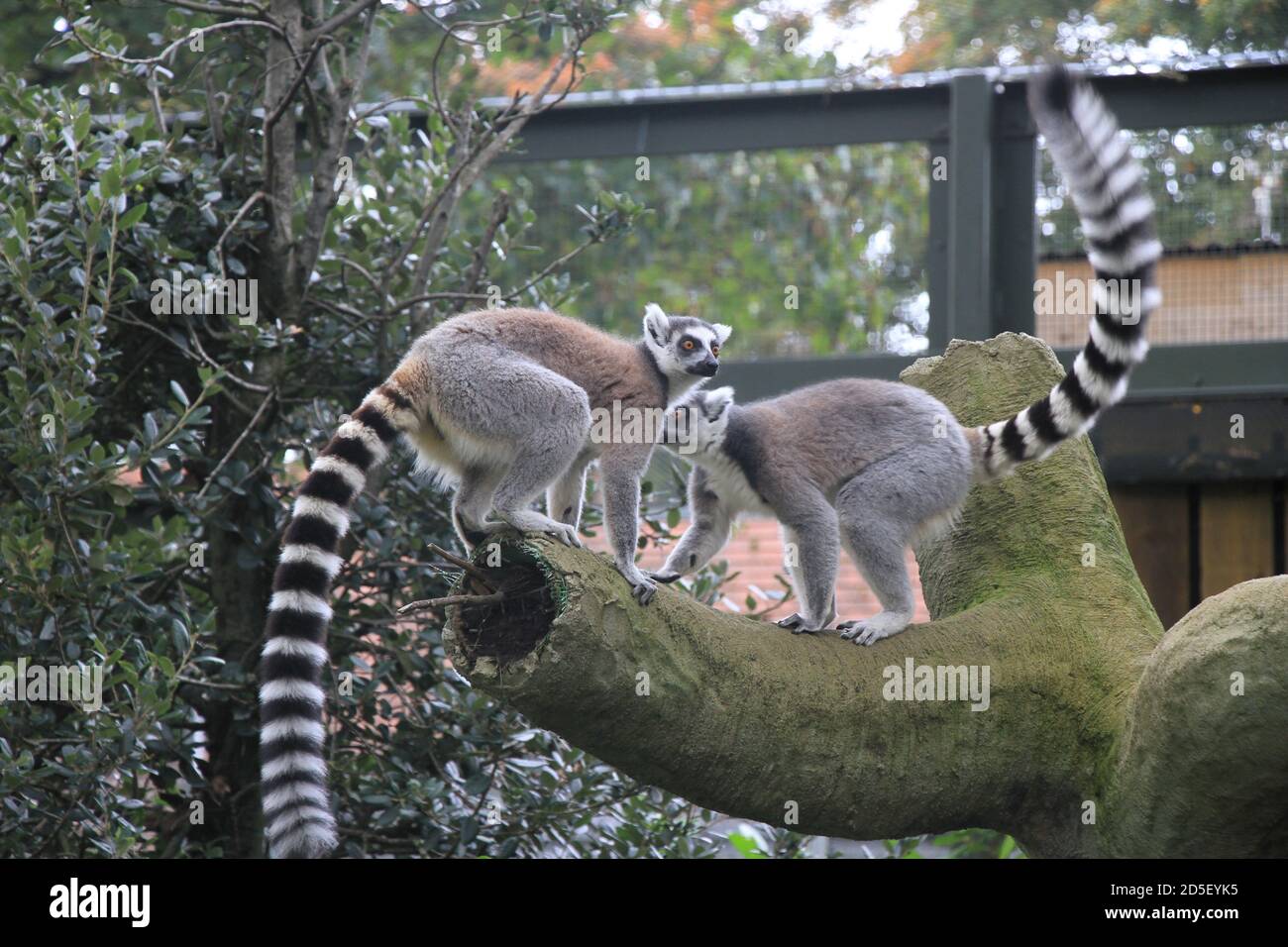 Ring Tailed Lemur at Chester zoo Stock Photo - Alamy