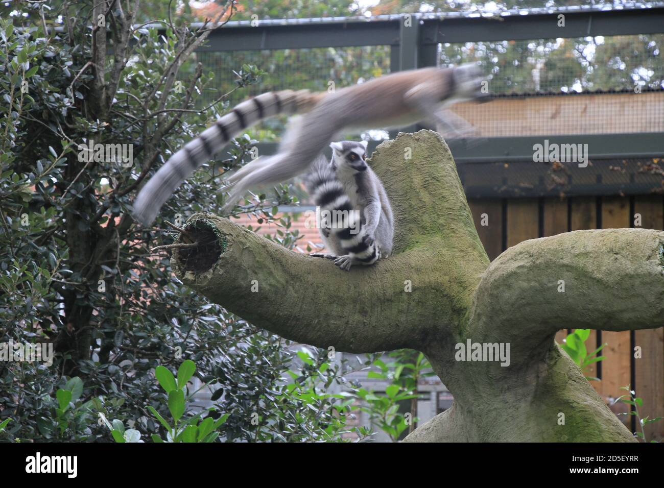 Ring Tailed Lemur at Chester zoo Stock Photo - Alamy