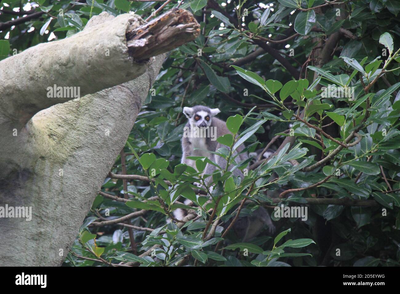 Ring Tailed Lemur at Chester zoo Stock Photo - Alamy