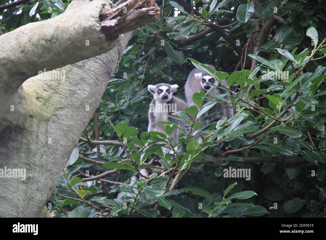 Ring Tailed Lemur at Chester zoo Stock Photo - Alamy
