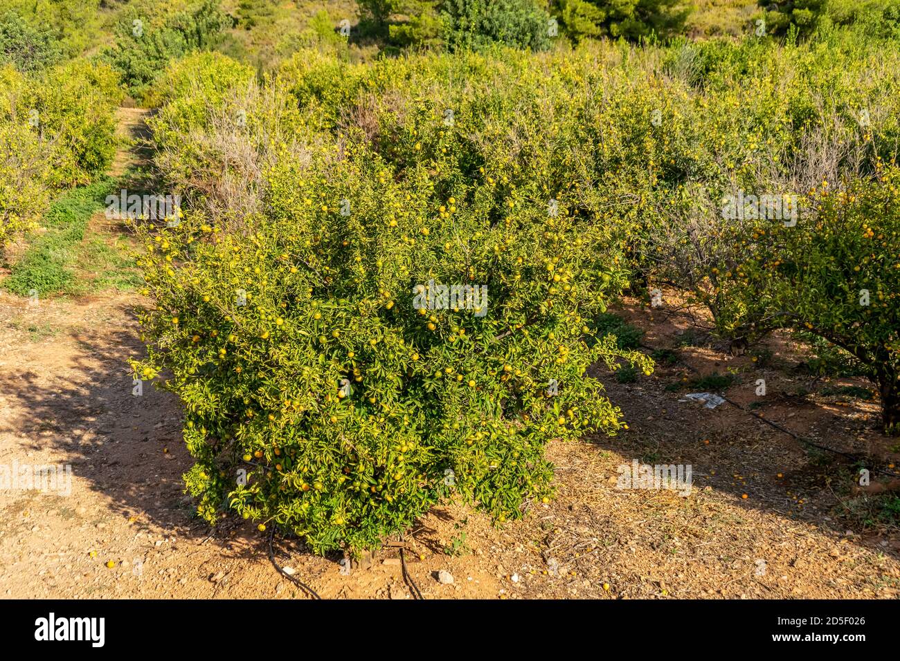 Orange crop field with drip irrigation system, trees with many fruits ...