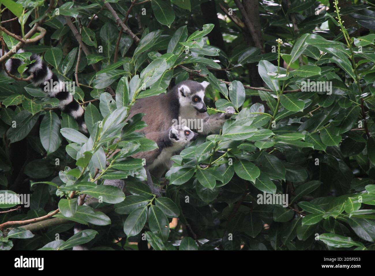 Ring Tailed Lemur at Chester zoo Stock Photo - Alamy