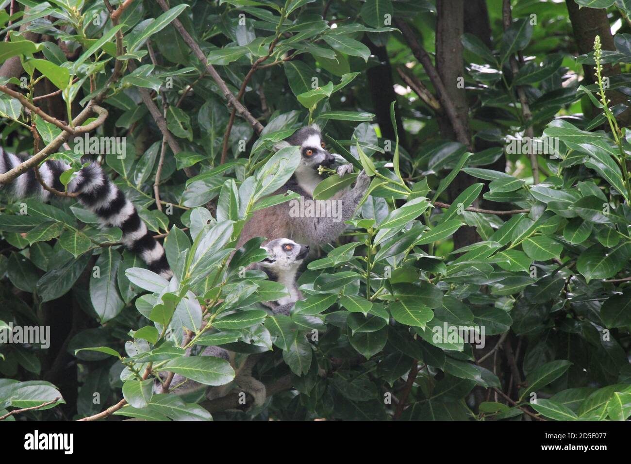 Ring Tailed Lemur at Chester zoo Stock Photo - Alamy