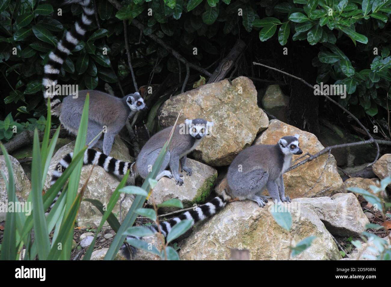 Ring Tailed Lemur at Chester zoo Stock Photo - Alamy