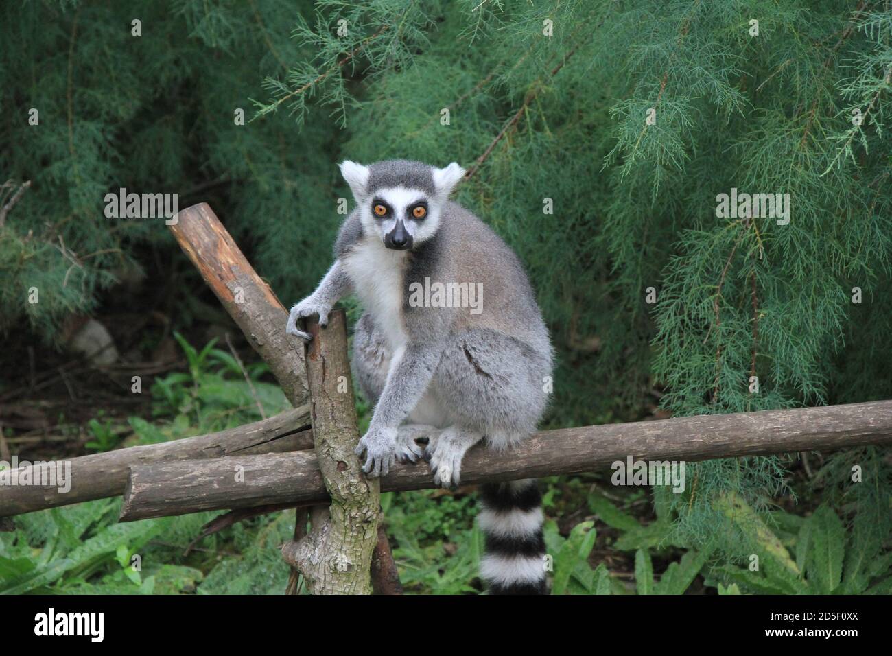 Ring Tailed Lemur at Chester zoo Stock Photo - Alamy