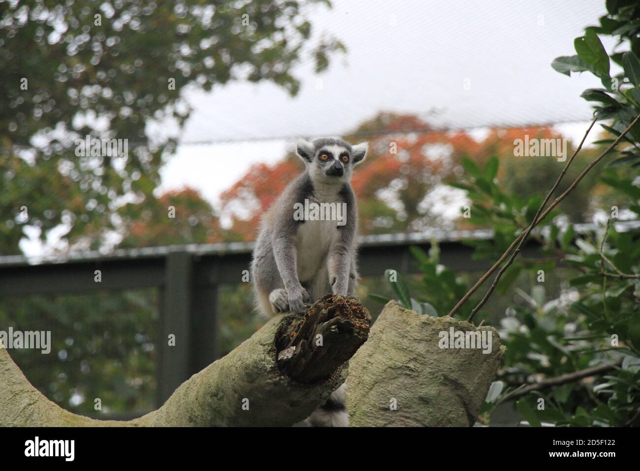 Ring Tailed Lemur at Chester zoo Stock Photo - Alamy