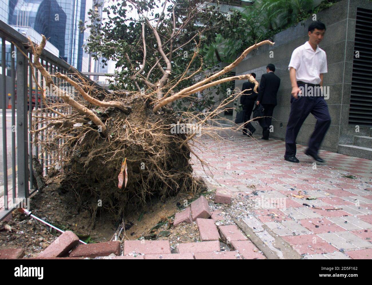 Hong kong typhoon tree hi-res stock photography and images - Alamy