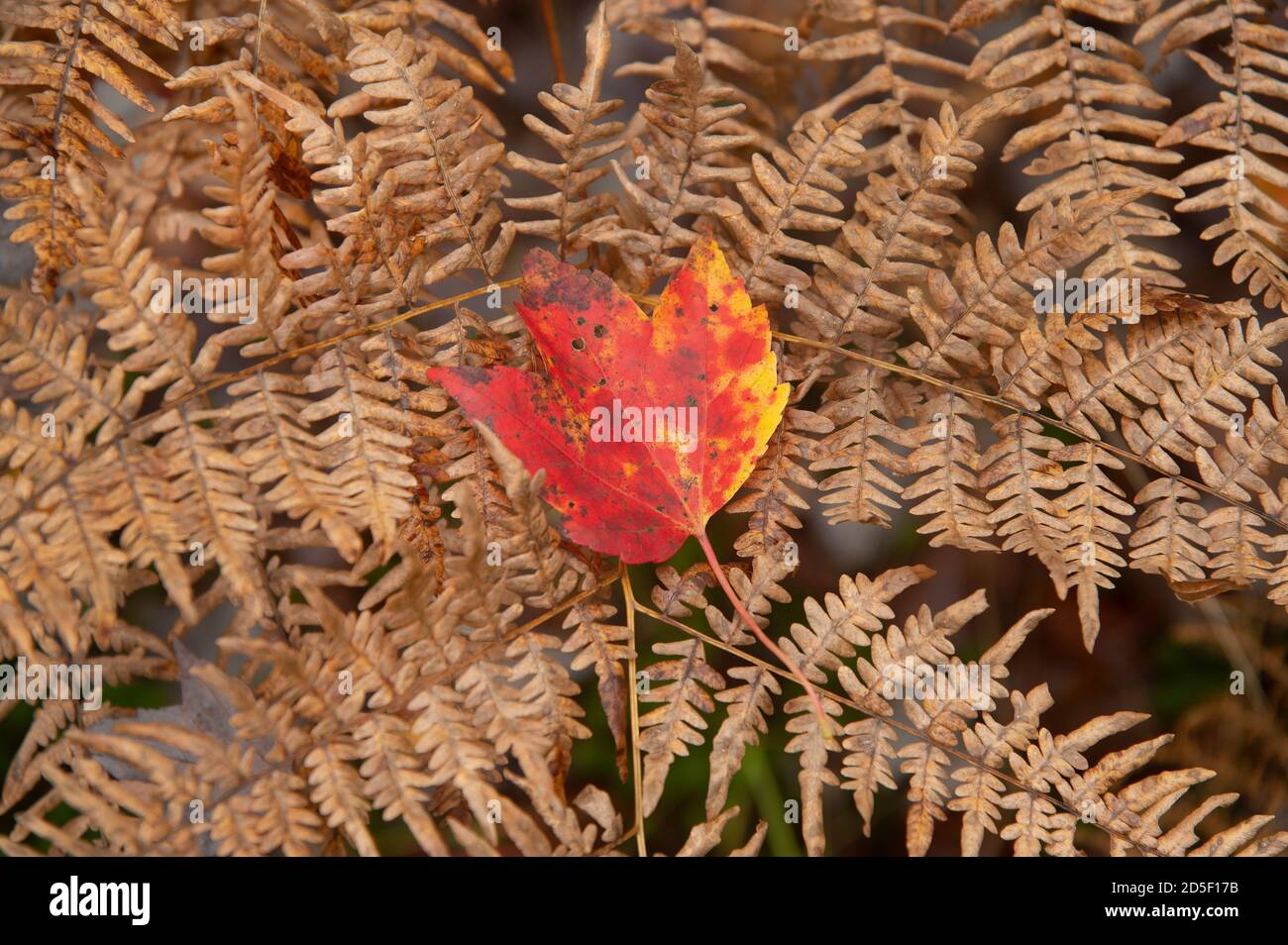 A fallen Maple leaf on a fern deep in the Vermont forest Stock Photo ...
