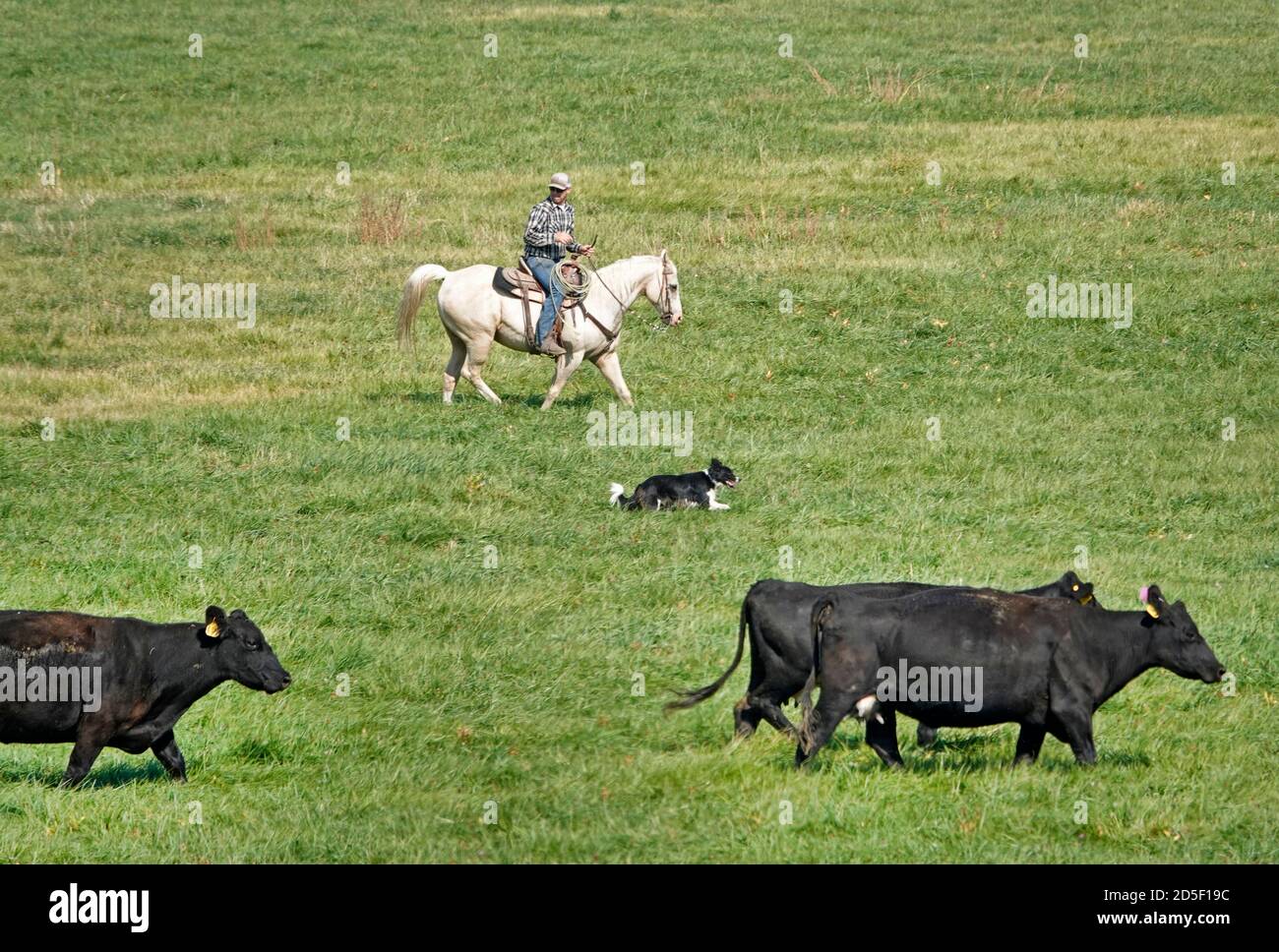 Ranchers on horseback with dogs round up black angus cattle in the fall ...