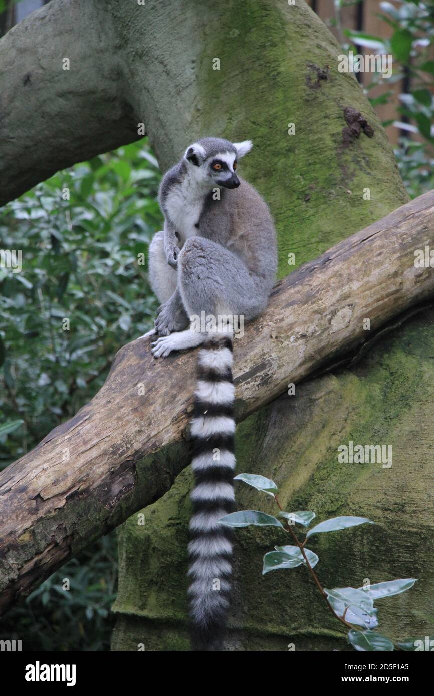 Ring Tailed Lemur at Chester zoo Stock Photo - Alamy