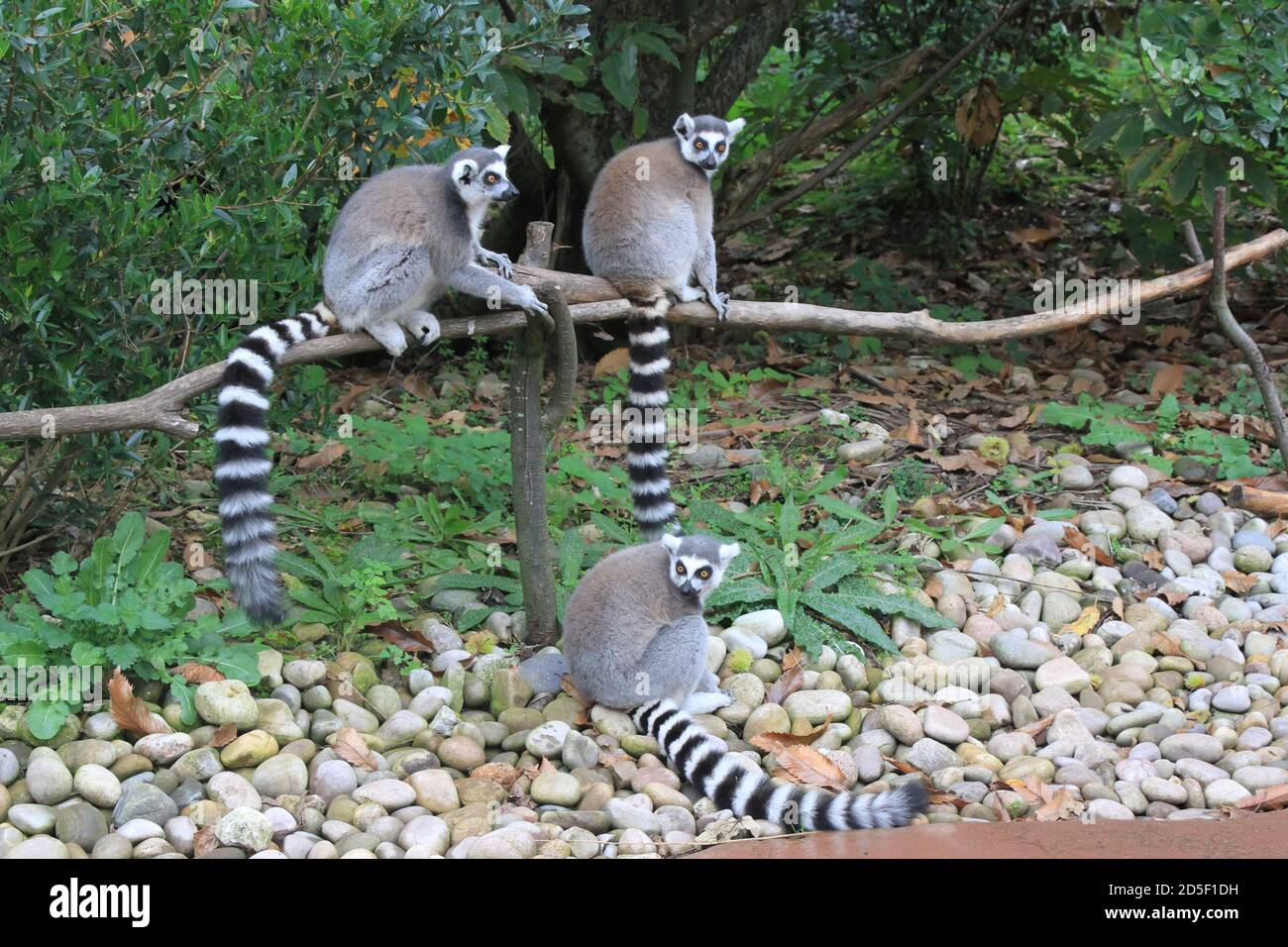 Ring Tailed Lemur at Chester zoo Stock Photo - Alamy