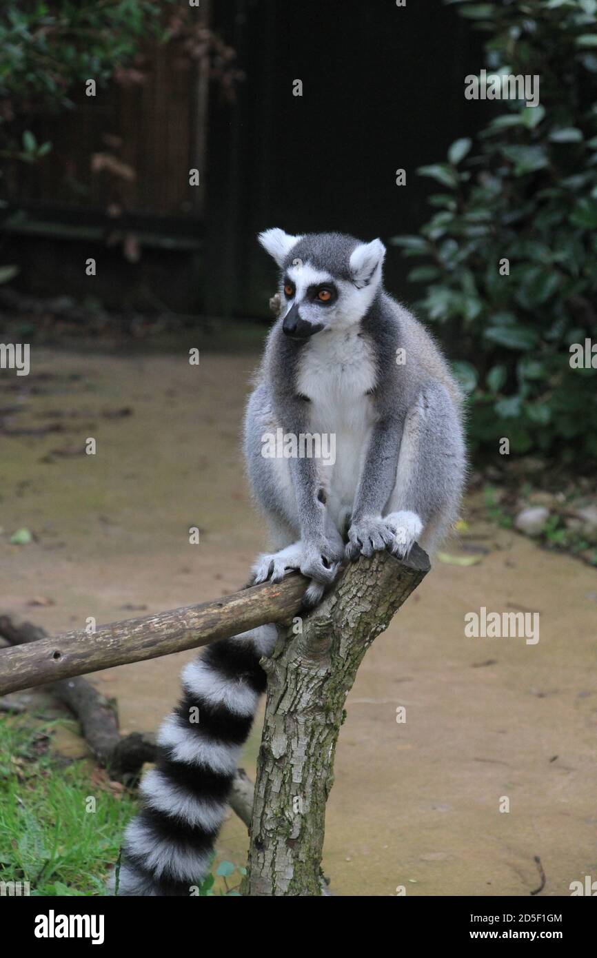 Ring Tailed Lemur at Chester zoo Stock Photo - Alamy