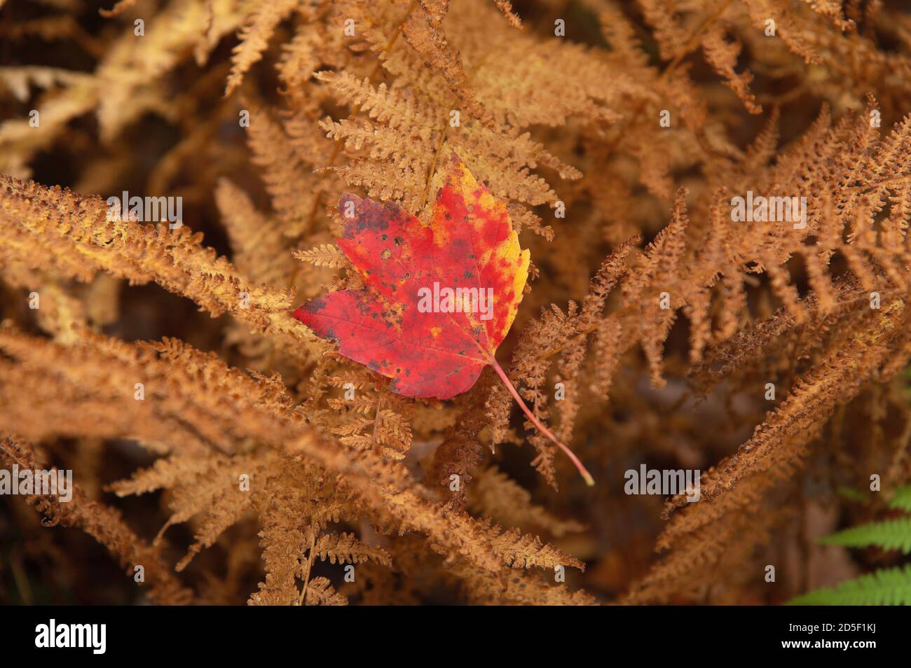 A fallen Maple leaf on a fern deep in the Vermont forest Stock Photo ...