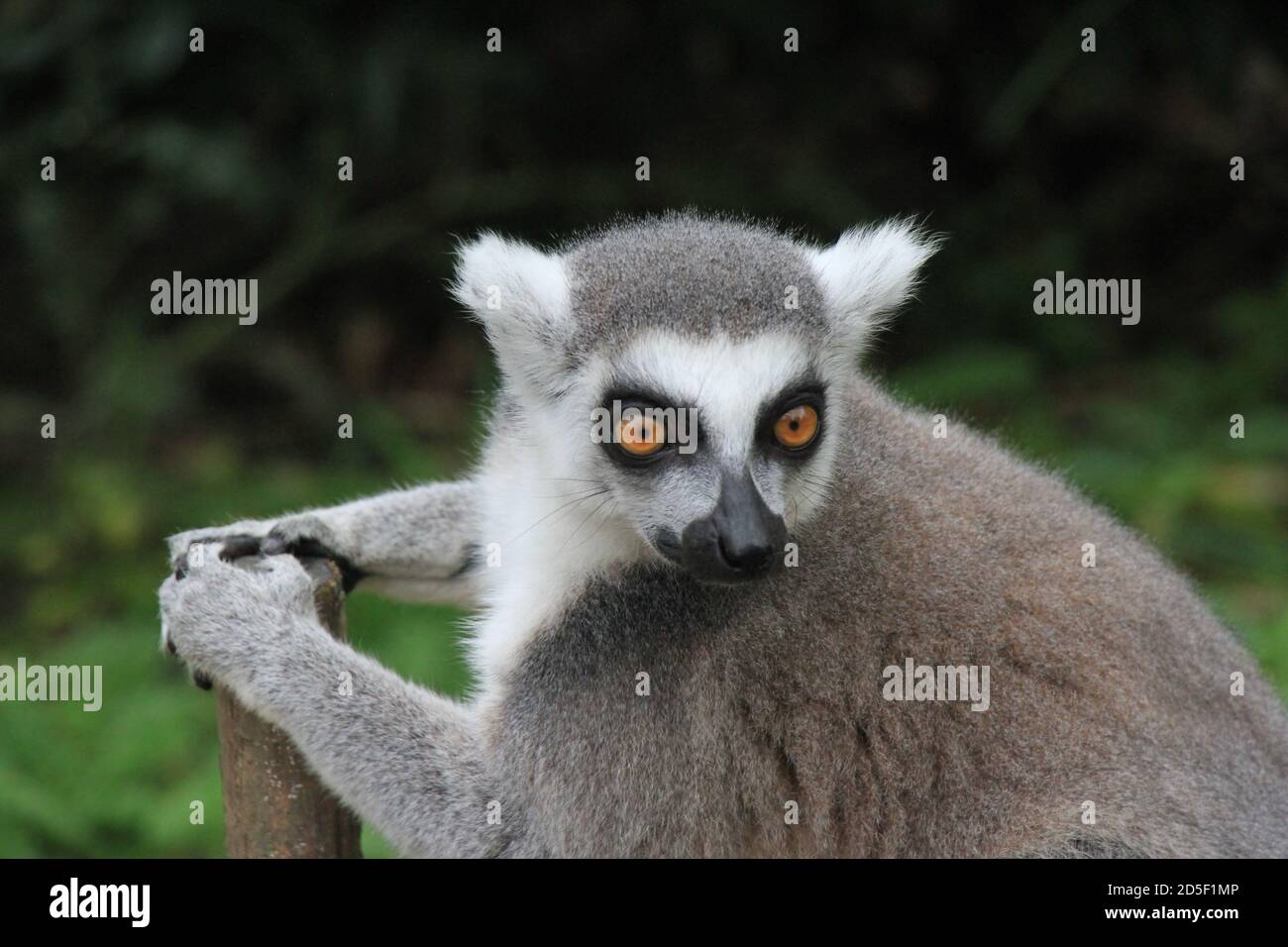 Ring Tailed Lemur at Chester zoo Stock Photo - Alamy