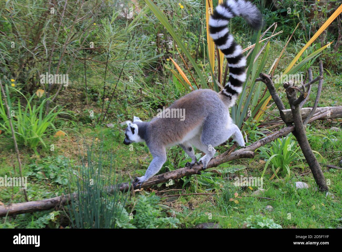 Ring Tailed Lemur at Chester zoo Stock Photo - Alamy