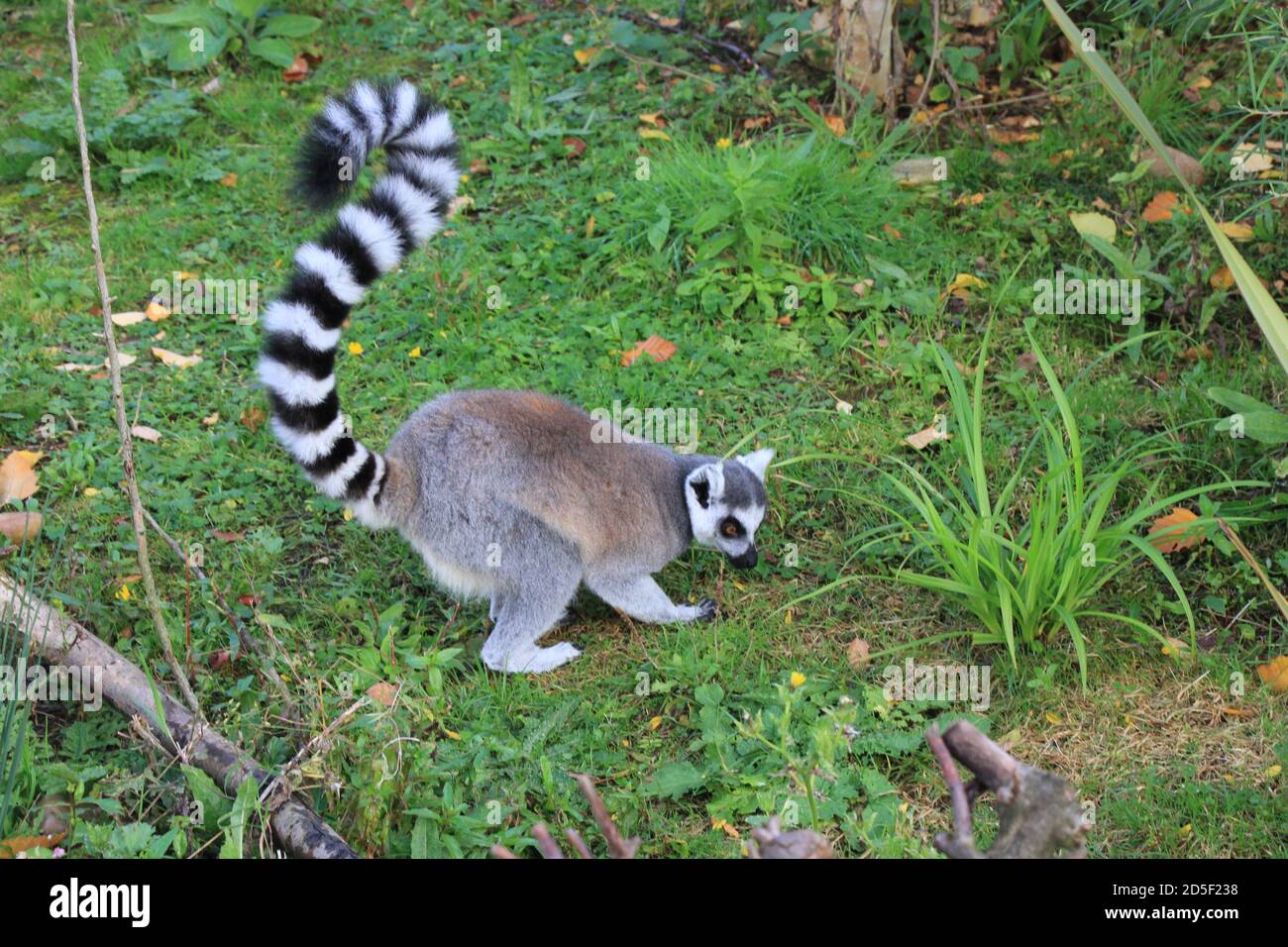 Ring Tailed Lemur at Chester zoo Stock Photo - Alamy
