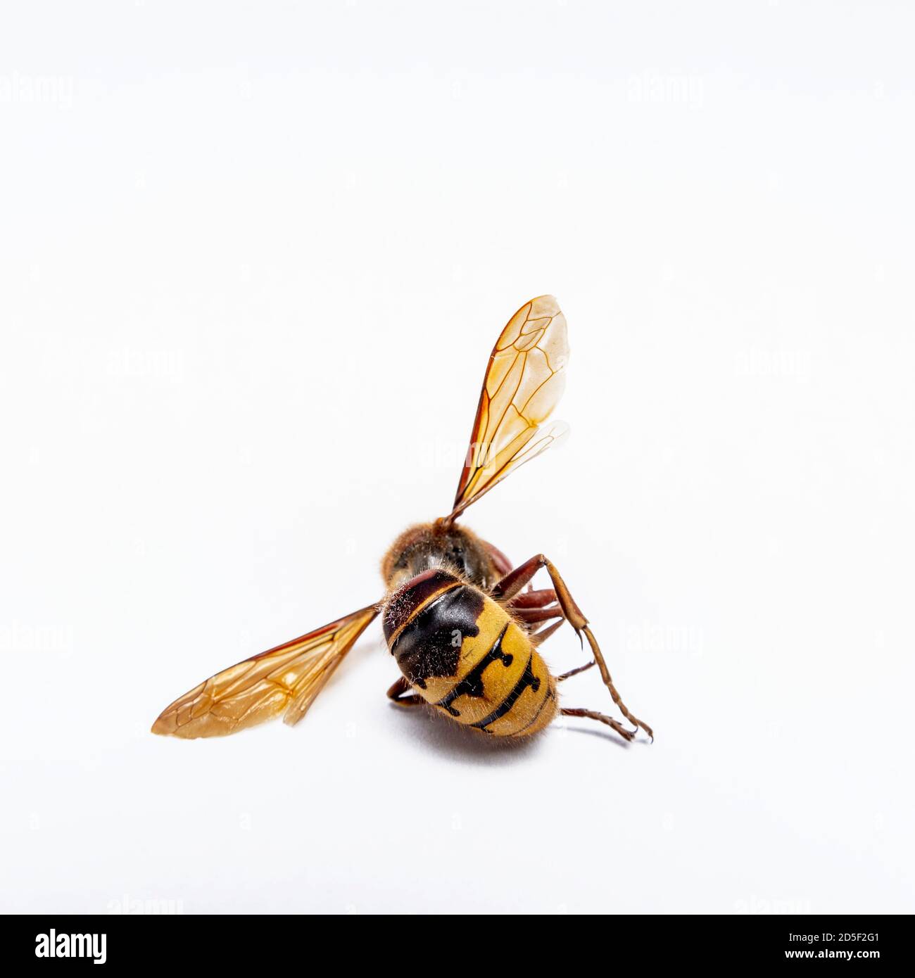 Dead bee hi-res stock photography and images - Alamy