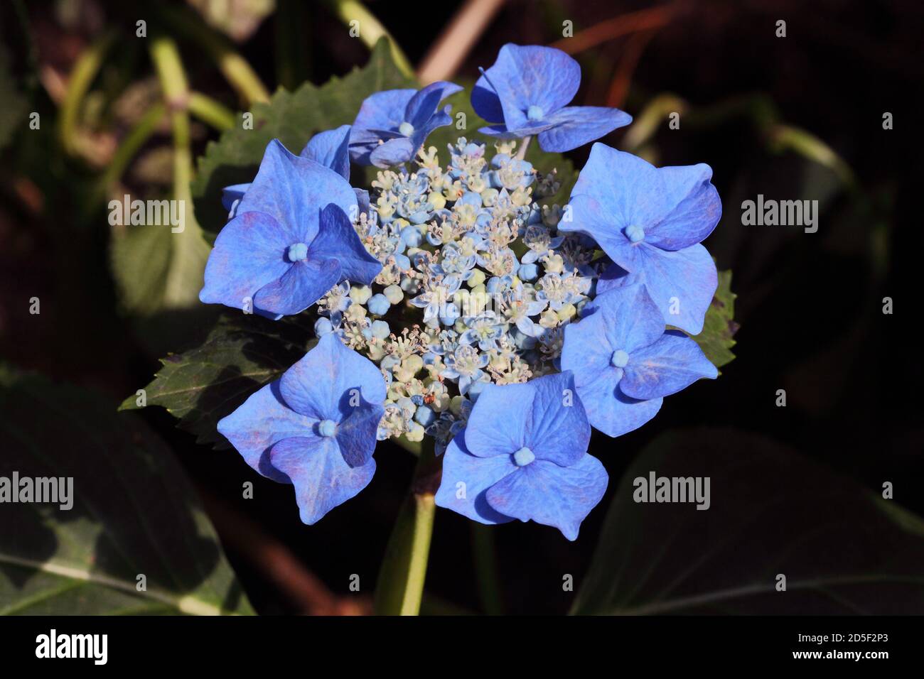 Hydrangea macrophylla blue hi-res stock photography and images - Alamy