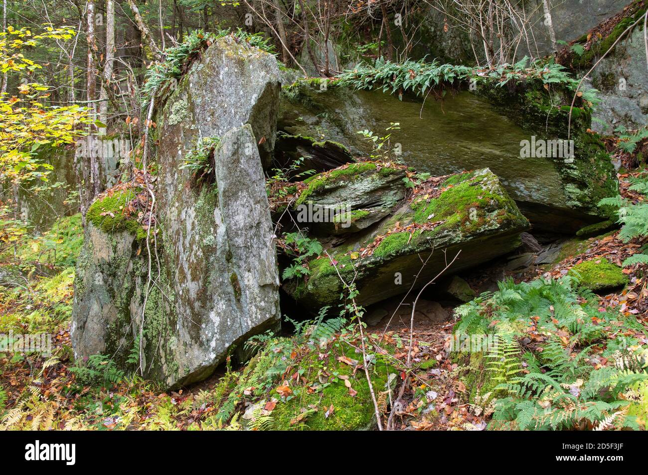 Forest Rock Formations