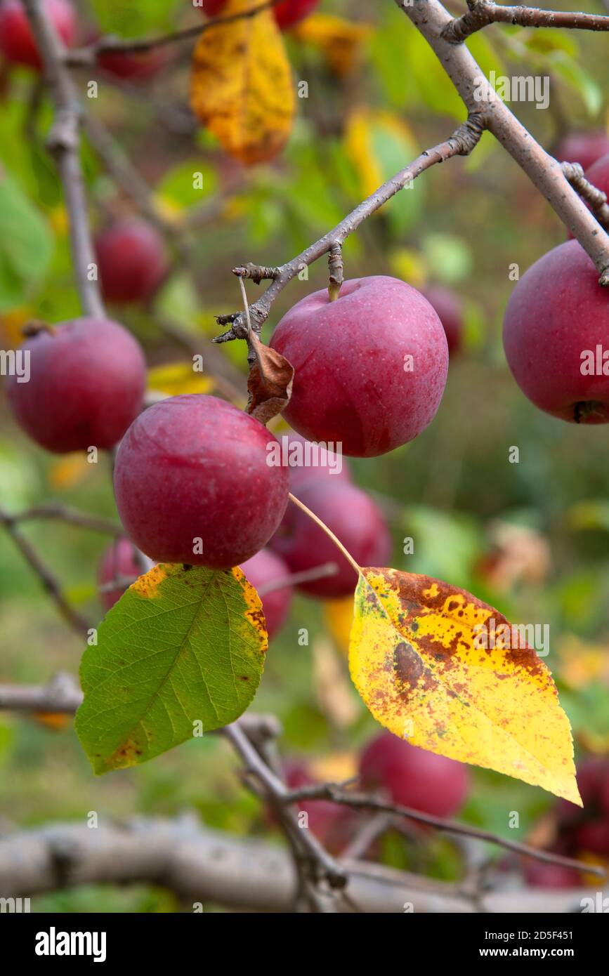 Apples ready to pick in an apple orchard in Vermont, USA Stock Photo ...