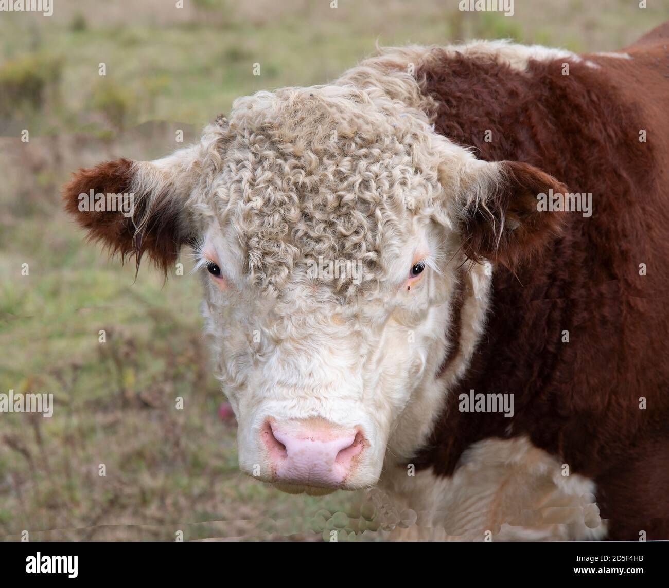 Vermont beef cattle hi-res stock photography and images - Alamy
