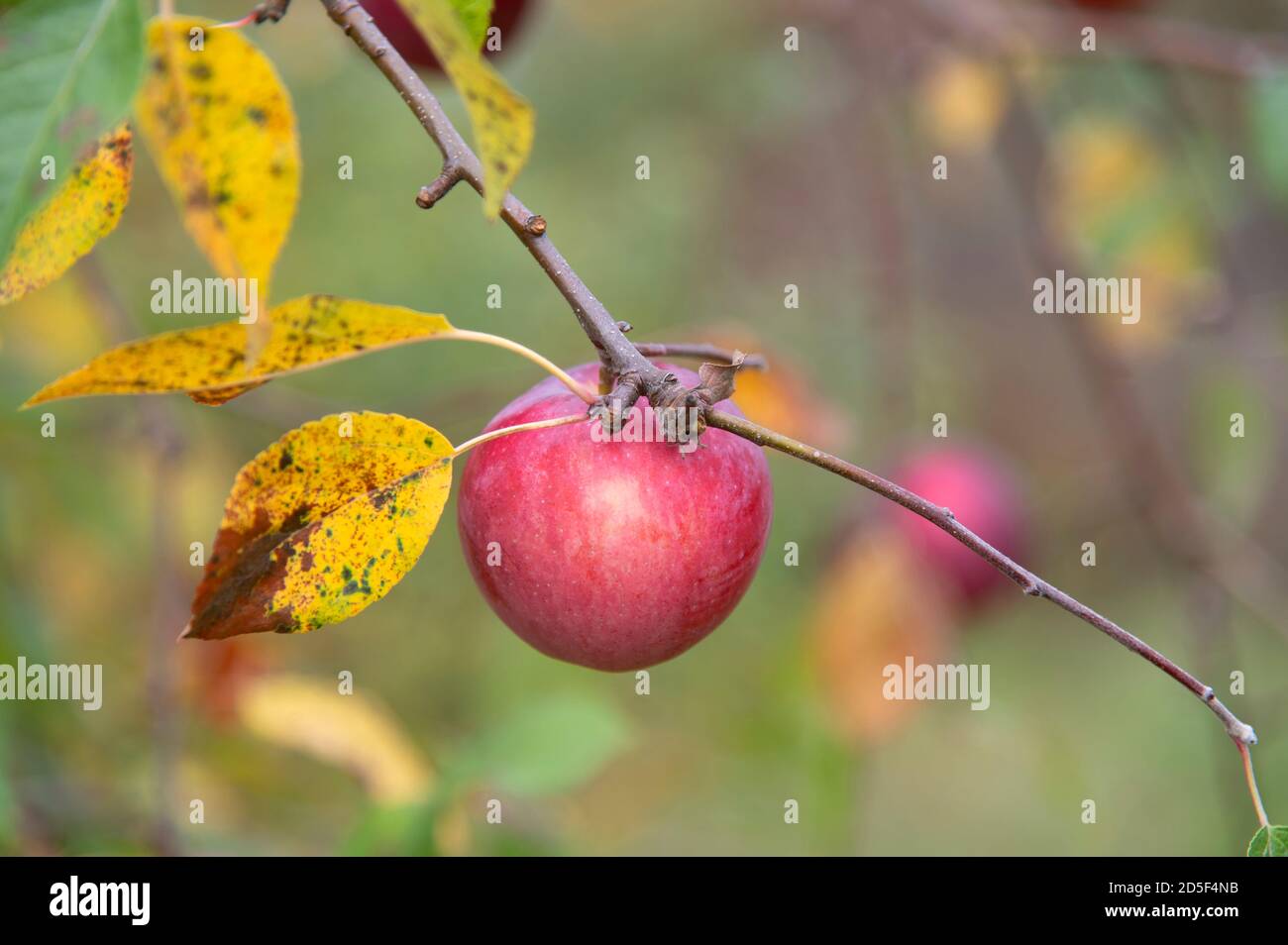 Apples ready to pick in an apple orchard in Vermont, USA Stock Photo ...