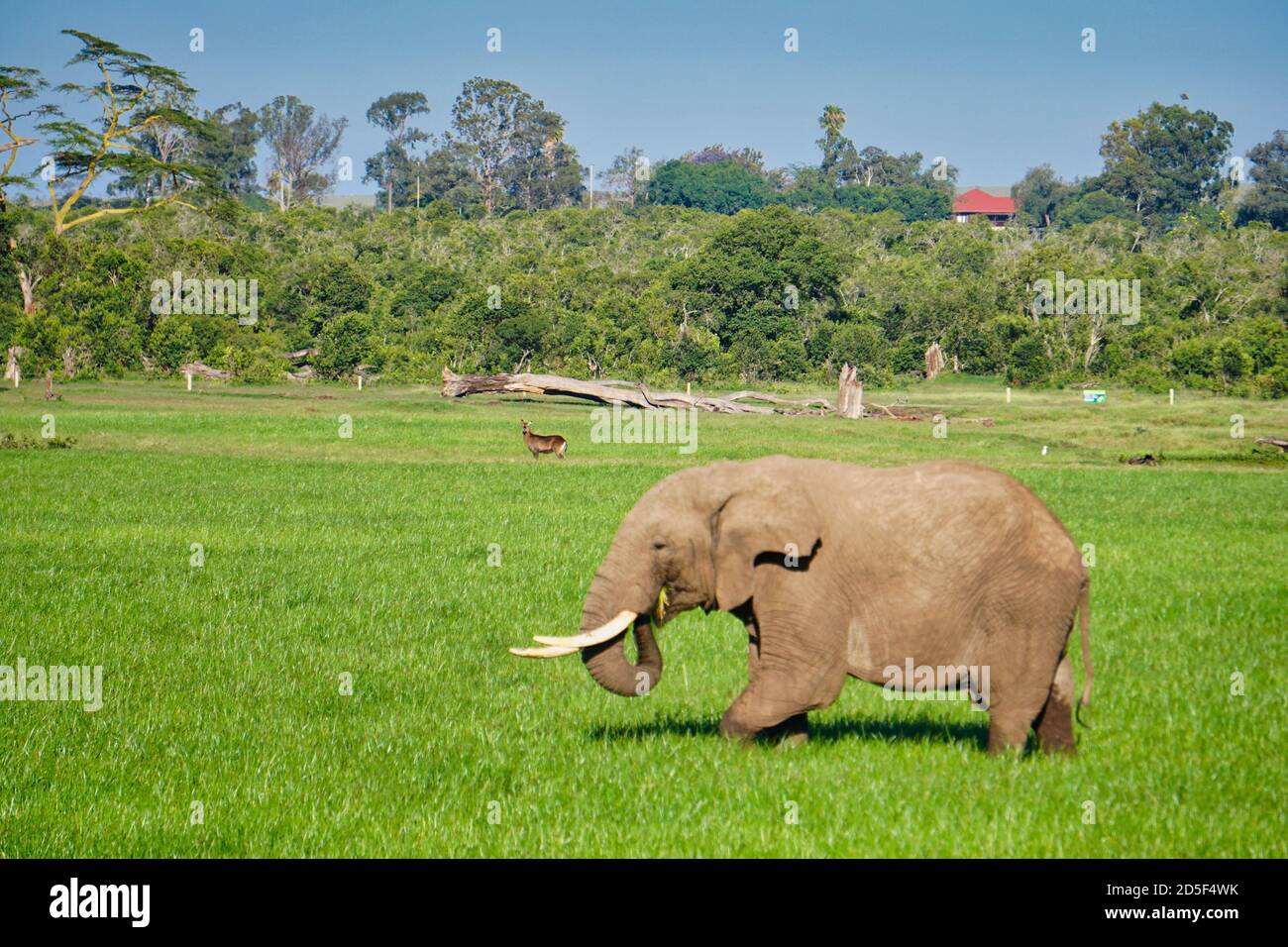 Elephant india farm hi-res stock photography and images - Alamy