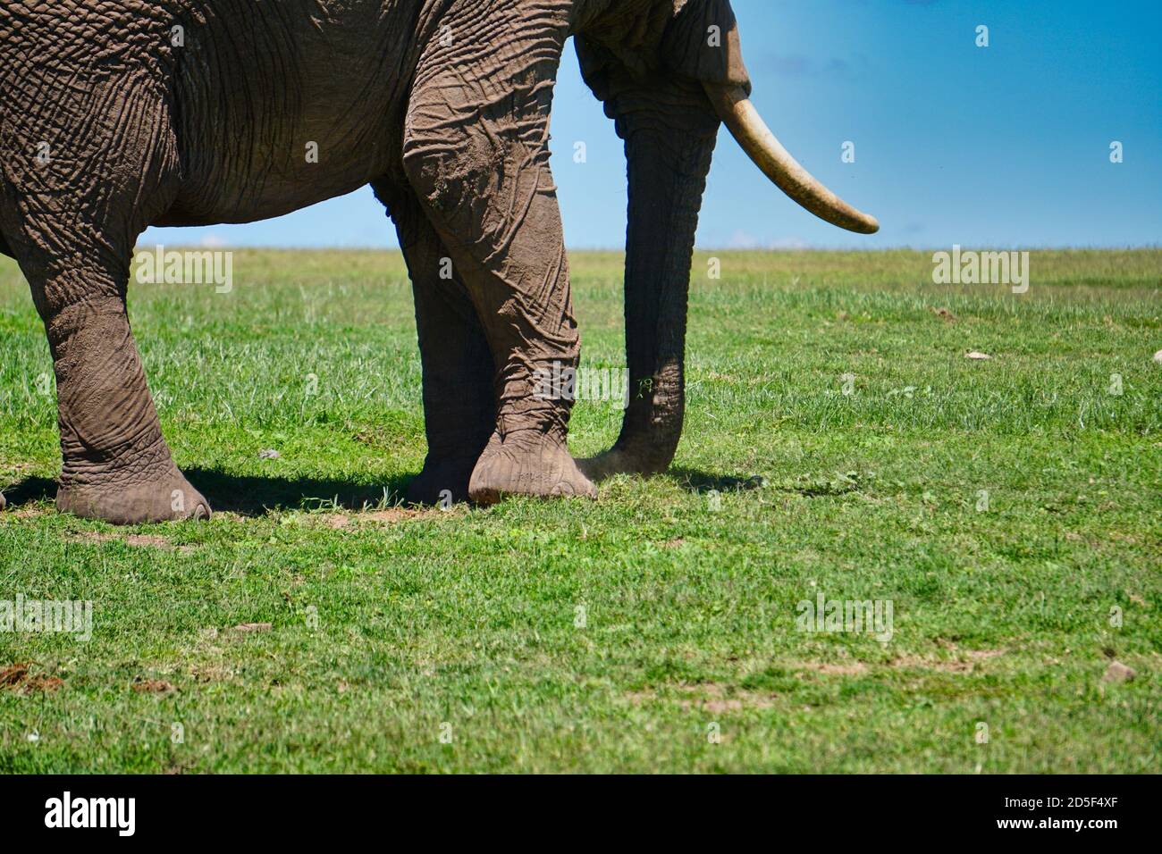 Indian elephant on a grass field Stock Photo - Alamy