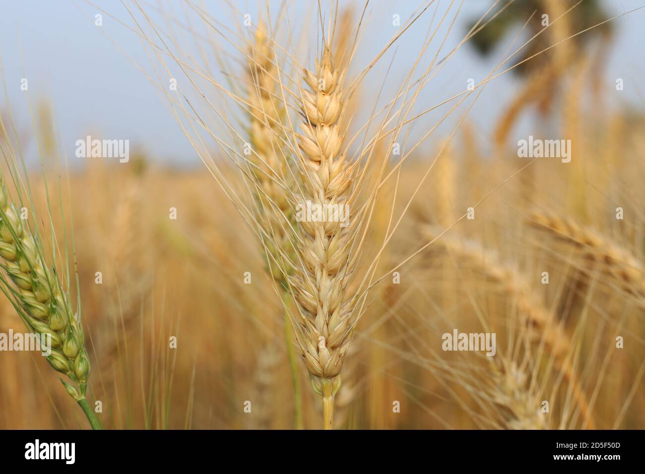 Growing Rip Wheat of Your Own Organic Gardening Stock Photo - Alamy