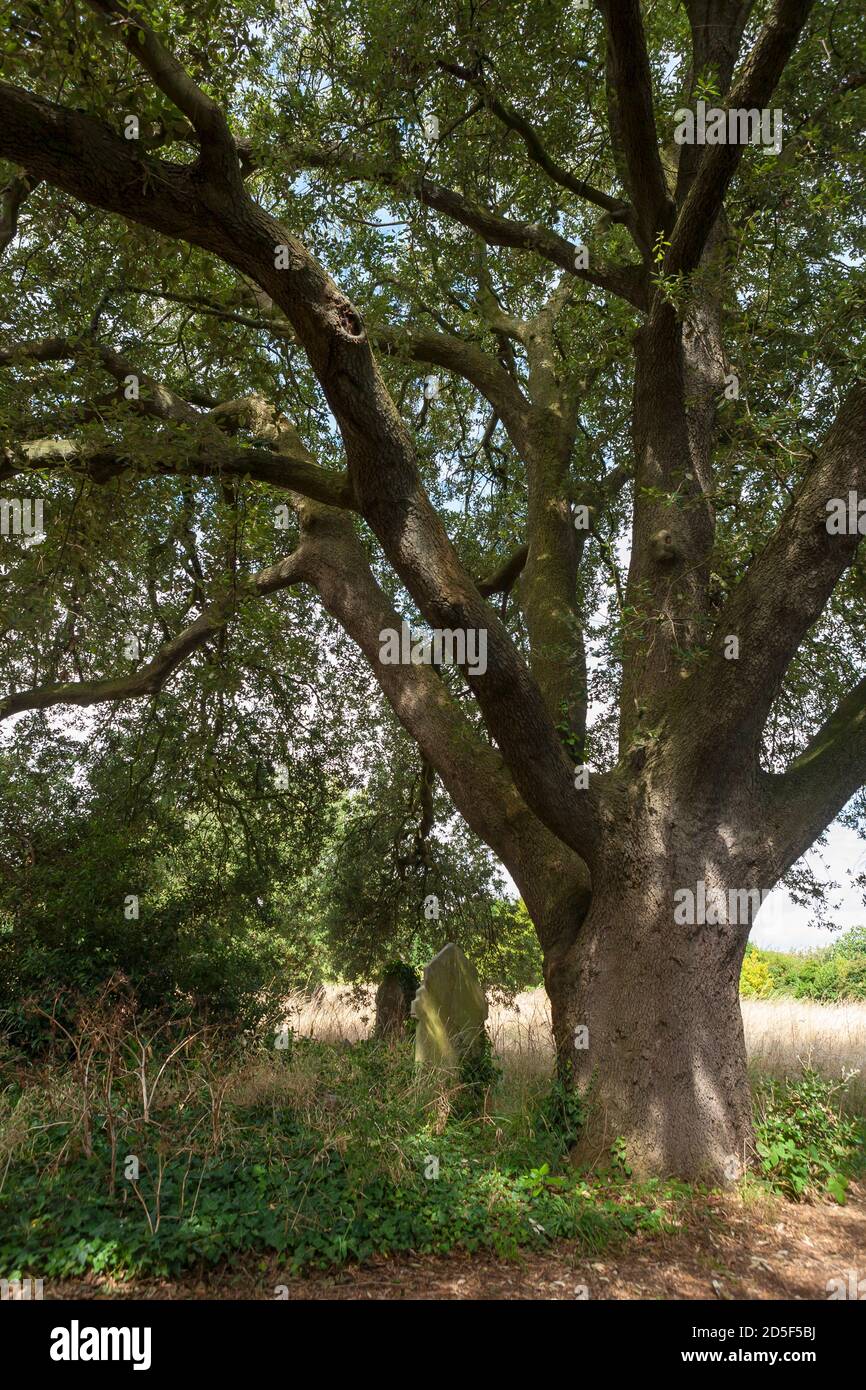 A mature holm oak tree (Quercus ilex) in the old Ann's Hill Cemetery ...