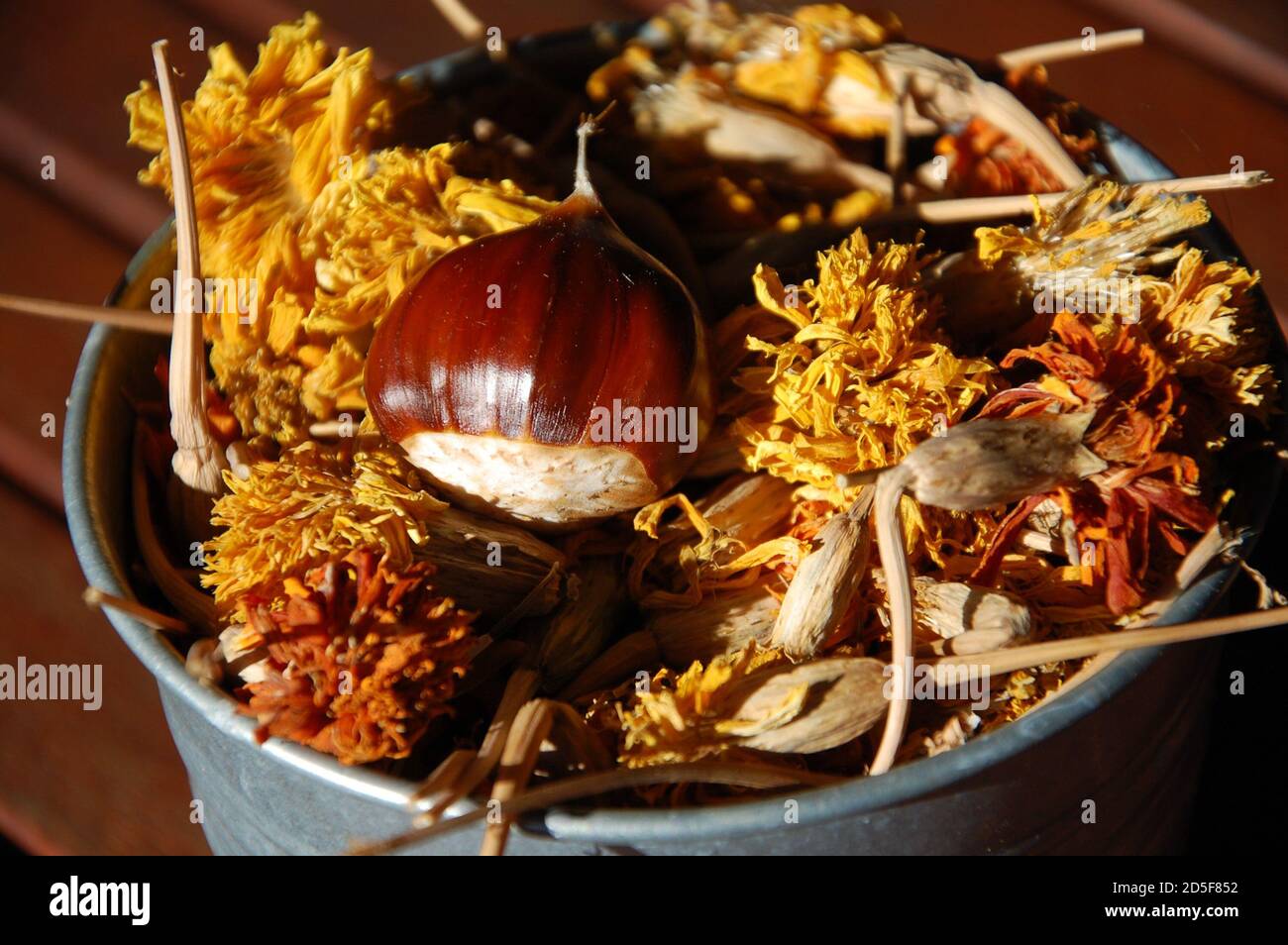 one brown chestnut on some dried yellow and orange marigold flowers in ...